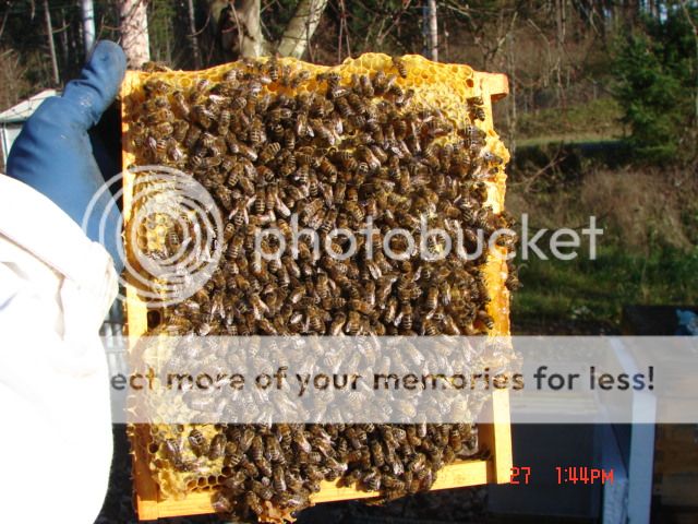 How I plan on overwintering 40 mating nucs on mini frames | Page 4 | Beesource Beekeeping Forums